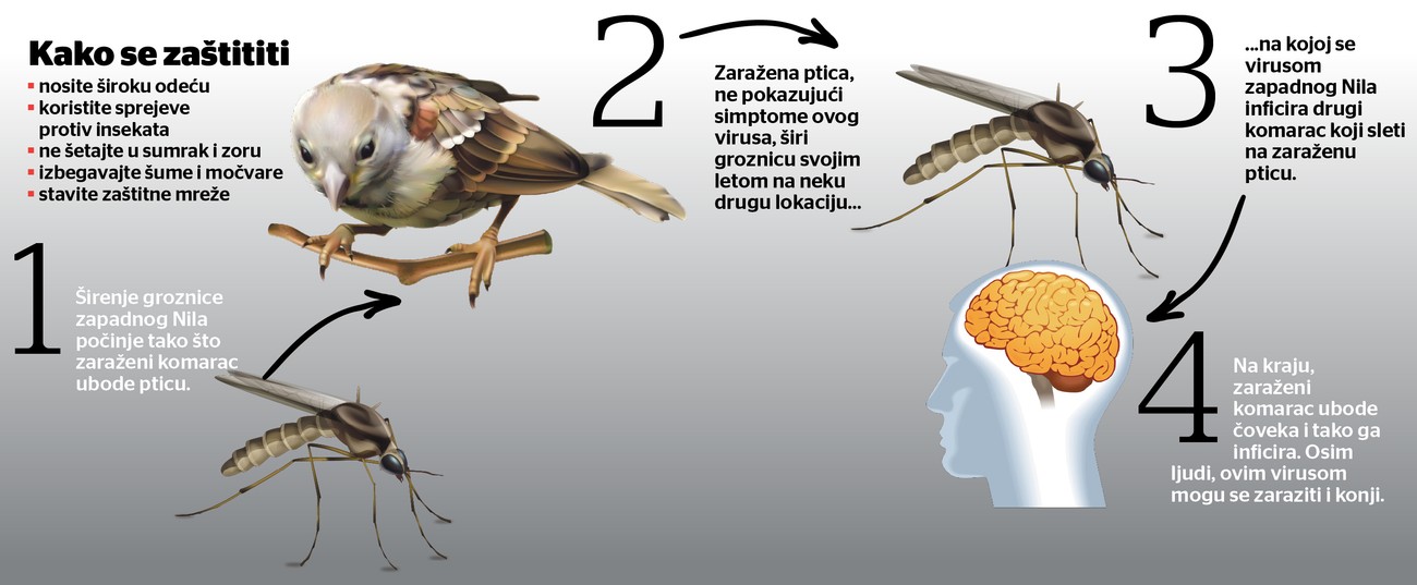 U Srbiji registrovano 10 slučajeva groznice Zapadnog Nila - Blic