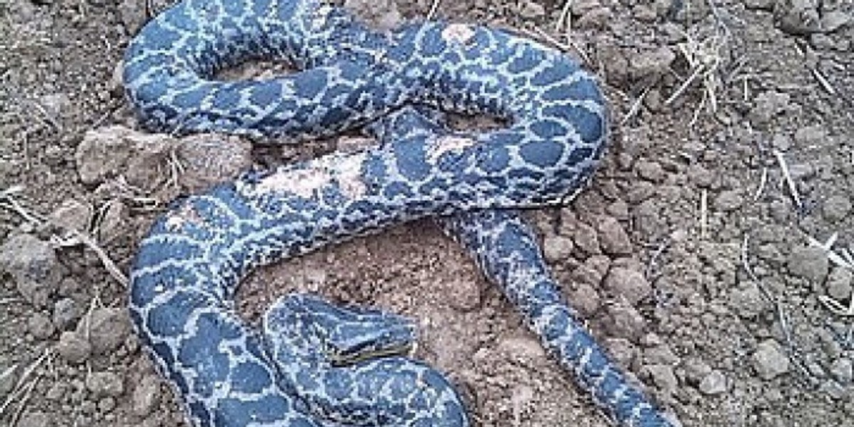 Pyton tygrysi na polach w Przysietnicy - Wiadomości