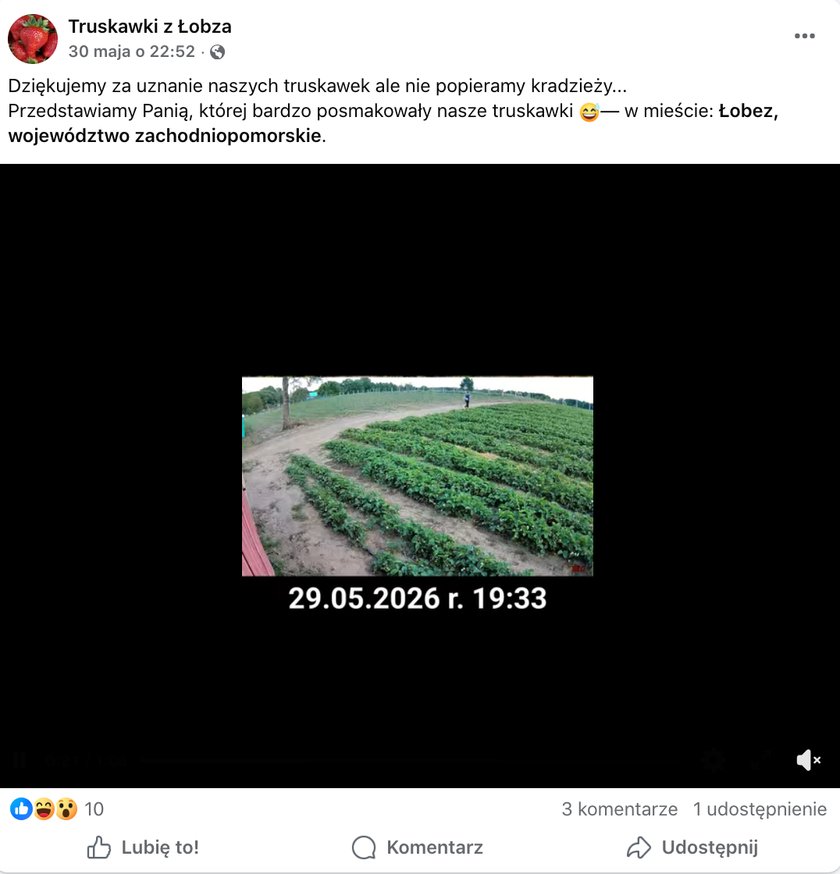 Kradzieże truskawek z pola. Plantatorzy bronią się przed tą plagą