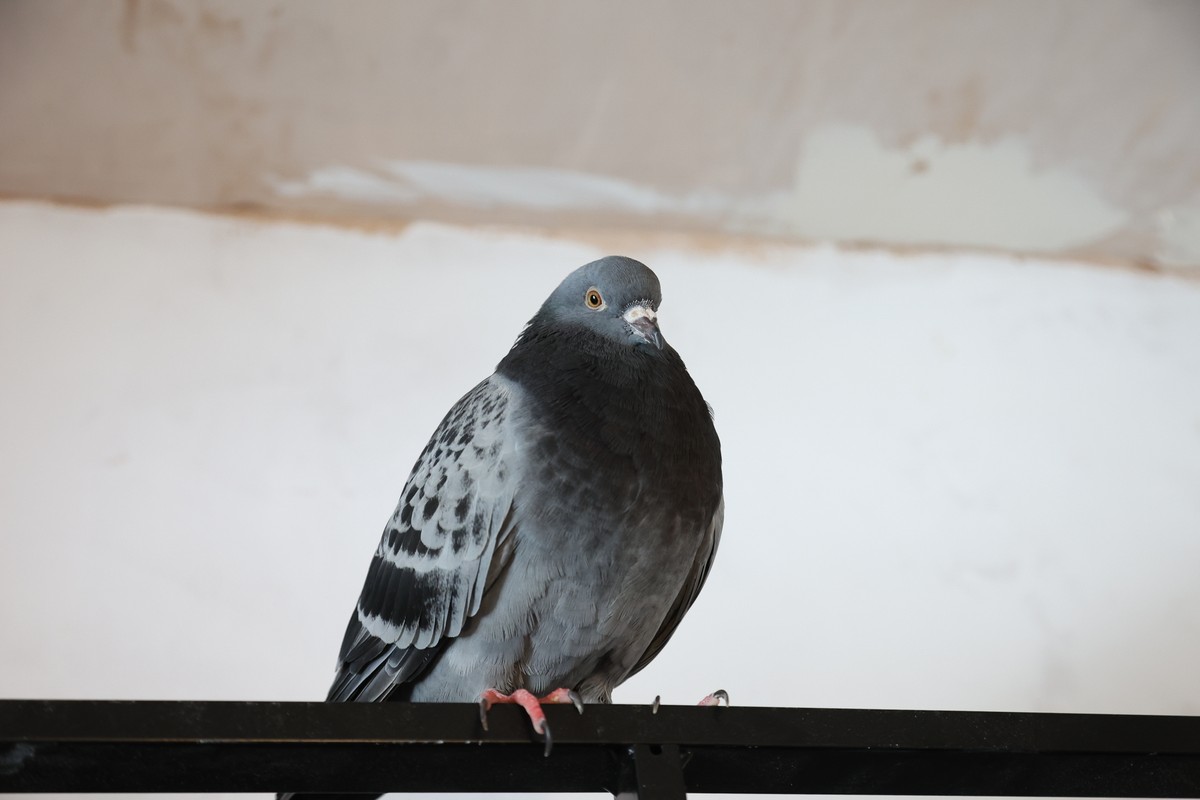 Tudod, mit jelent, ha egy galamb landol a teraszodon vagy az ablakodban ...