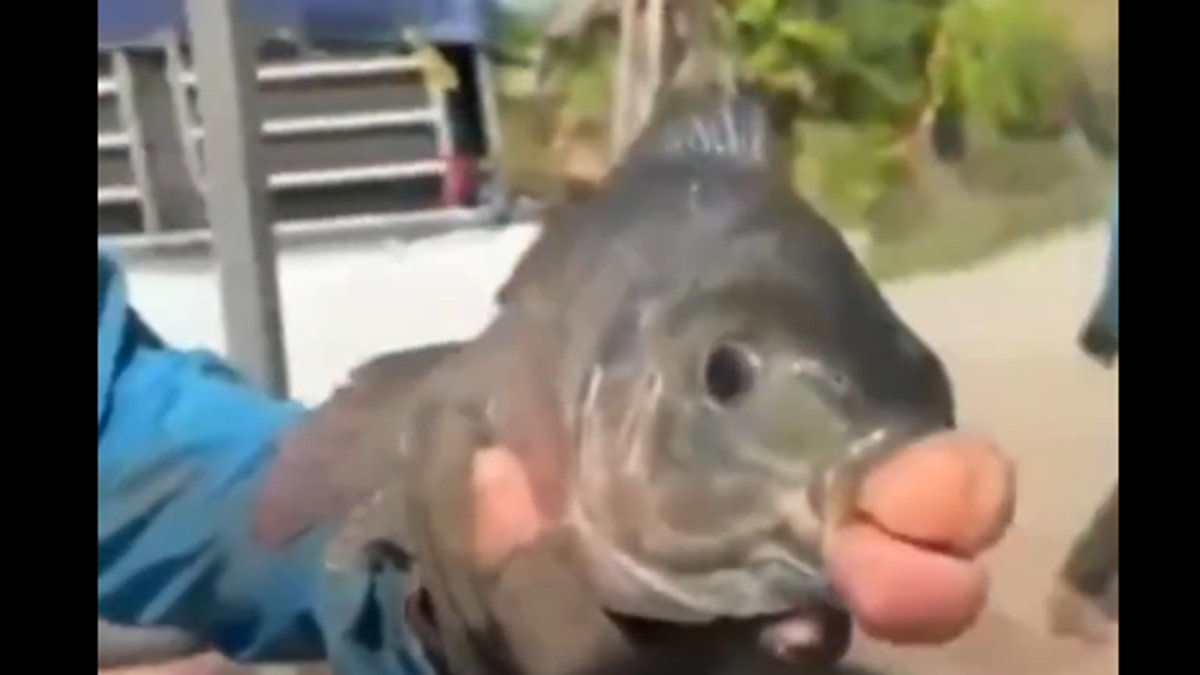 Riba sa otečenim usnama zbunila pecaroše: "Liči na slavne ličnosti" - Blic