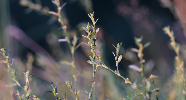 Rdest ptasi - skład, właściwości, zastosowanie