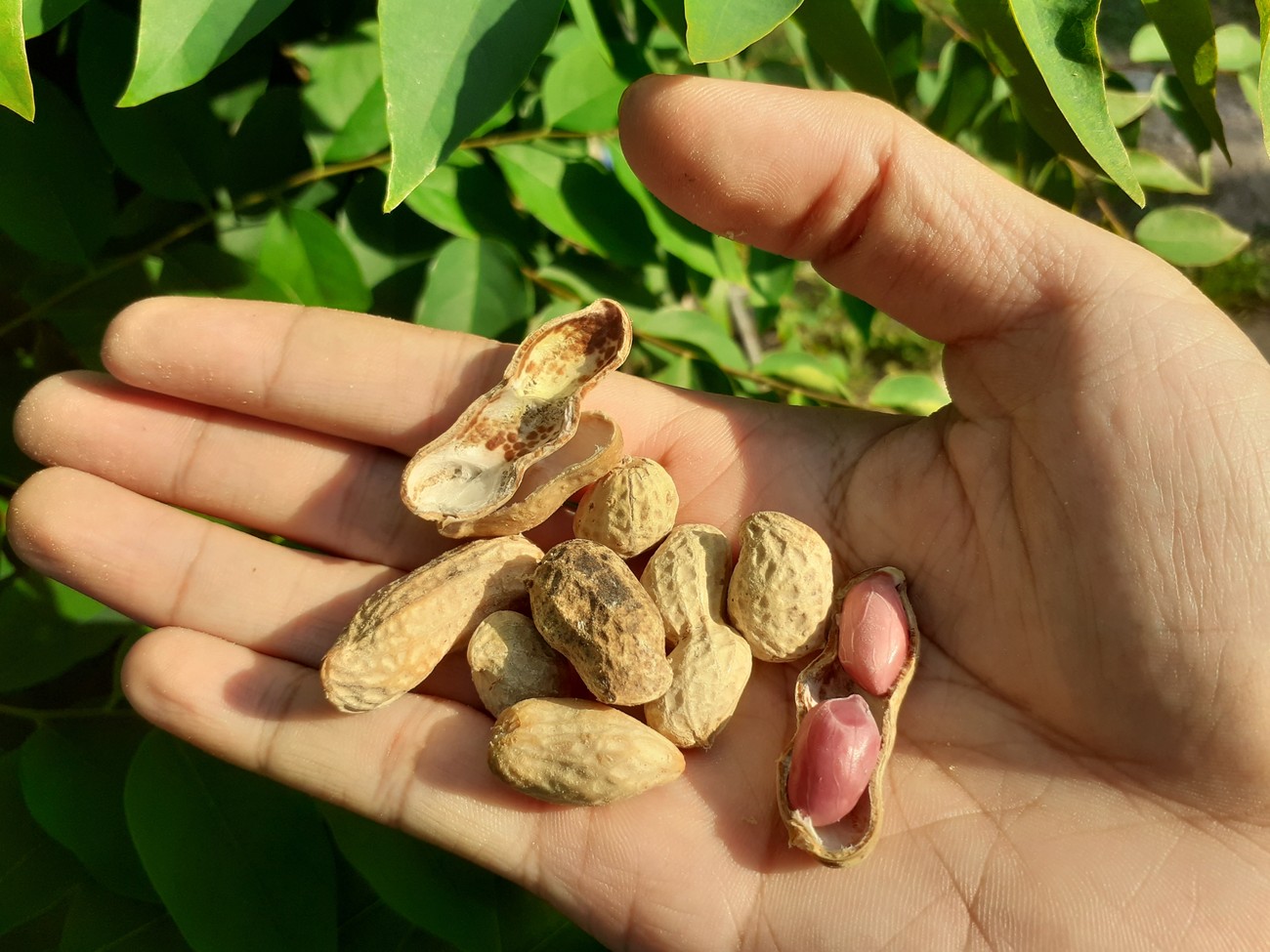 "Moja pokojna majka je to sejala početkom 80-ih" Srbi u šoku kad ...