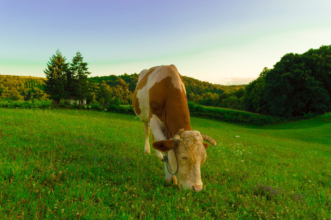 Najskuplja krava ikad prodata na aukciji za 4,8 miliona dolara