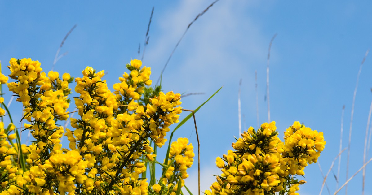 Ten krzew jest zakazany krzew w Polsce. Zapłacisz karę, jeśli go ...
