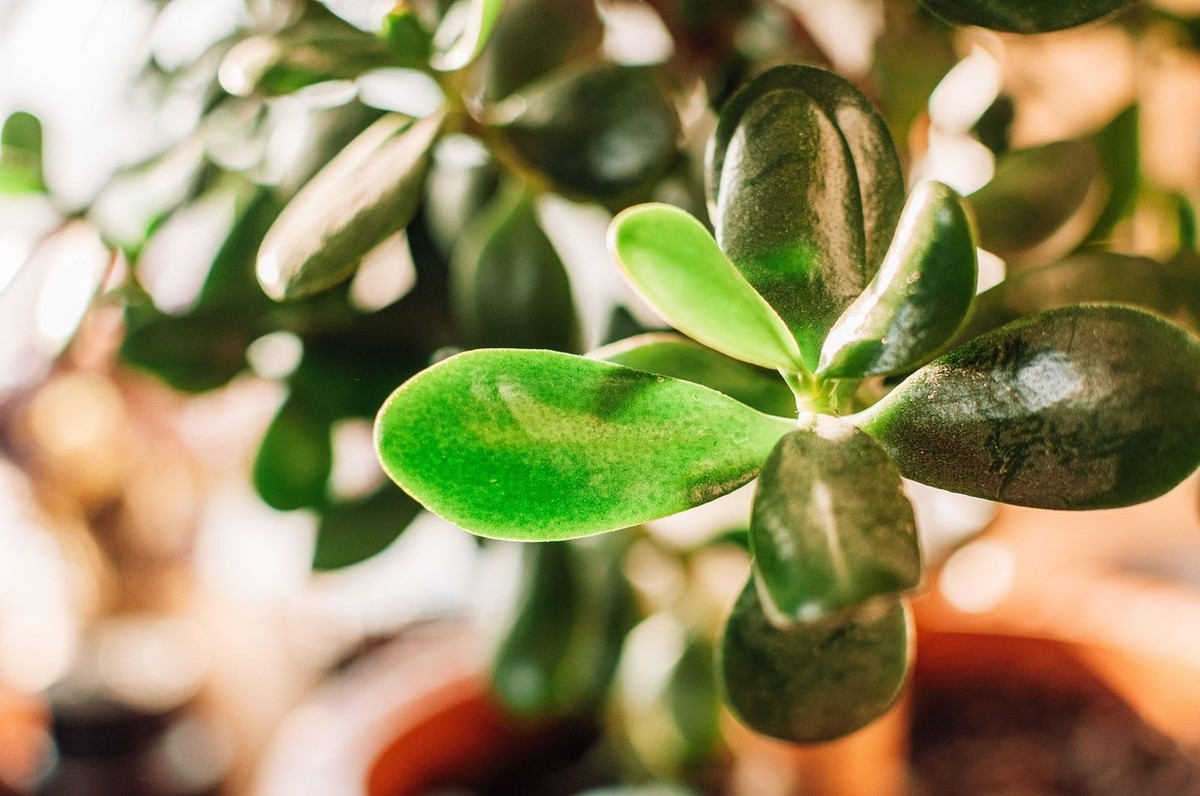 Dodajte ova dva sastojka u krasulu i gledajte kako raste kao luda ...