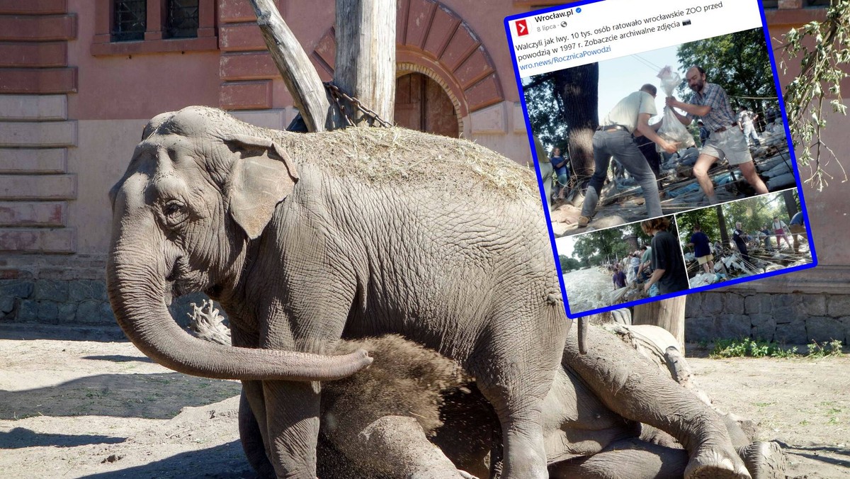 Dramatyczna obrona wrocławskiego ogrodu zoologicznego. Zobacz zdjęcia ...