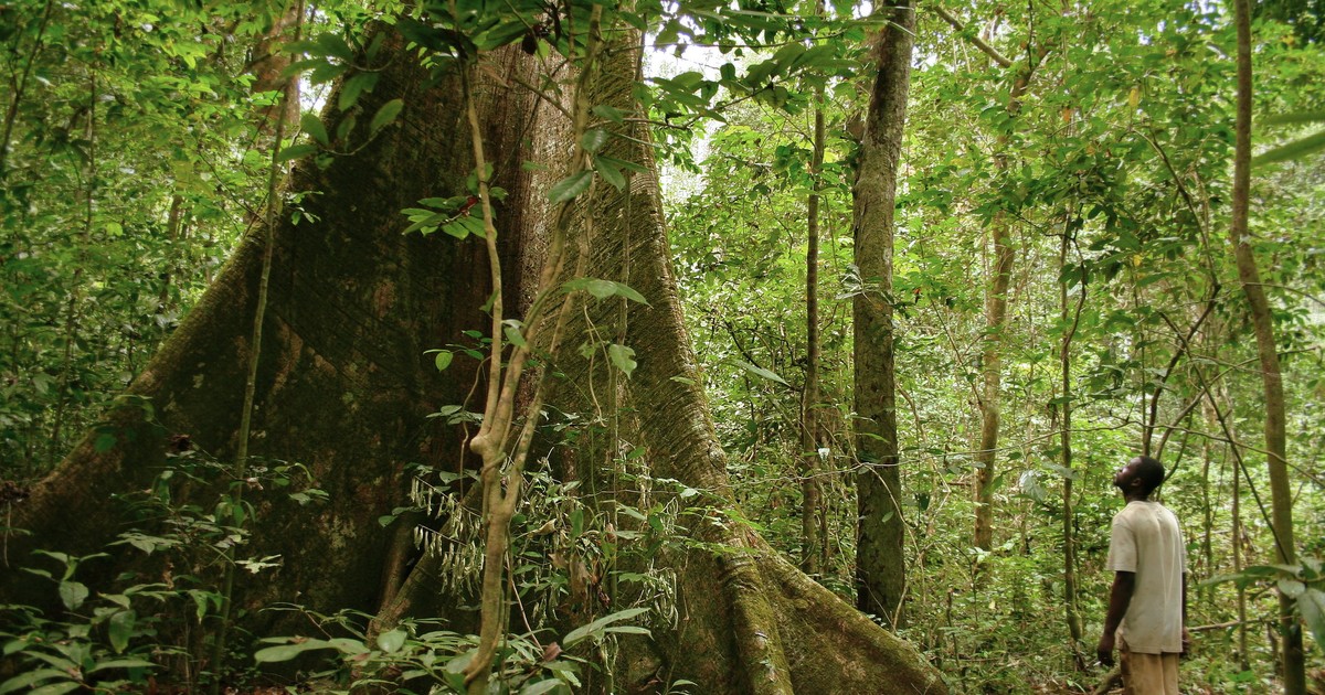 10 African countries with the highest forest concentration | Business ...