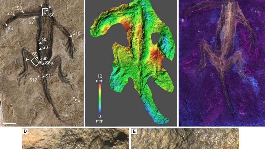 Ważna skamieniałość okazała się podróbką - Informacje