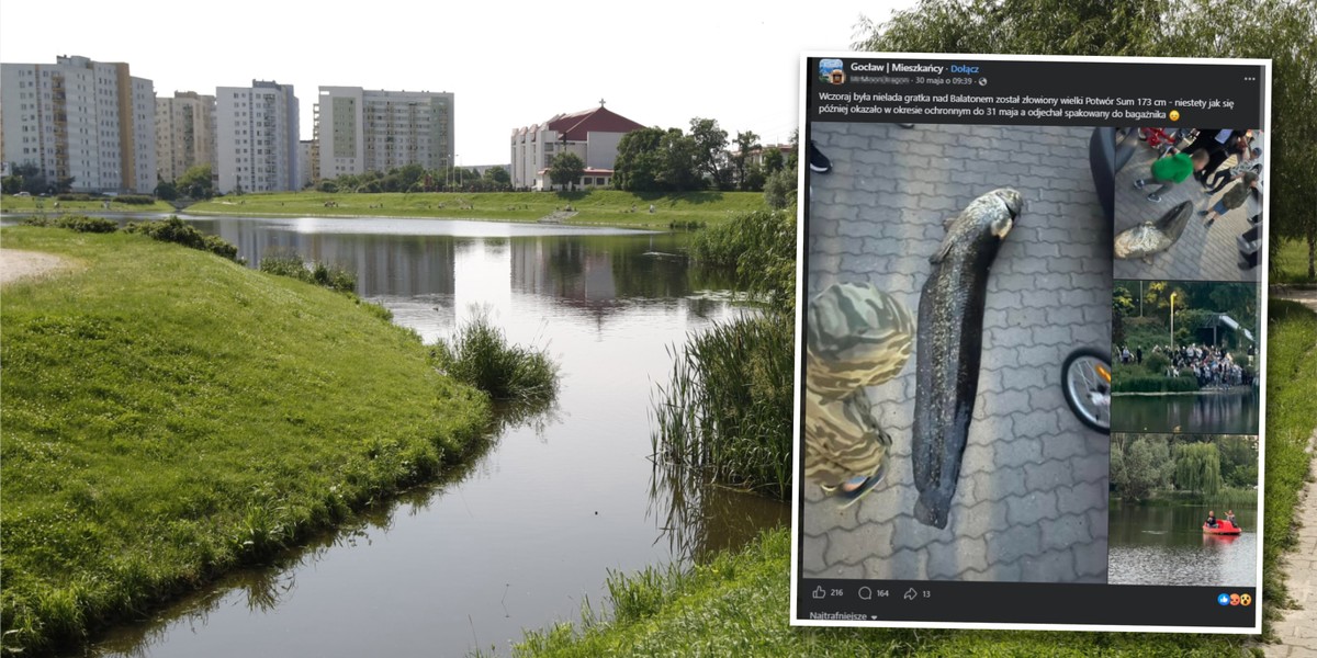 Gigantyczny sum złowiony na Gocławiu. Miał trafić do bagażnika