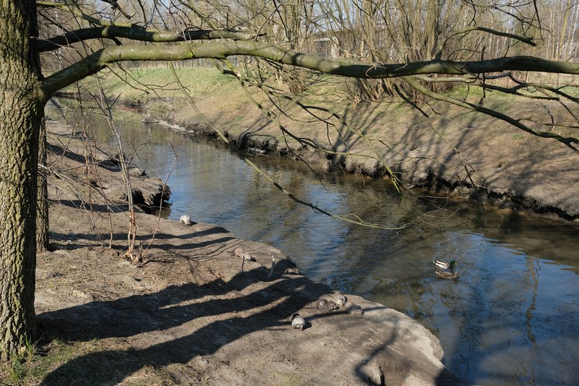 Rybnik. Chwile grozy na bulwarach. Nutria zaatakowała pięciolatka Rybnik. Chwile grozy na bulwarach. Nutria zaatakowała pięciolatka