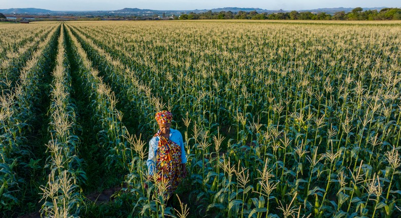 Africa's biggest maize producer resumes export after historic harvest ...