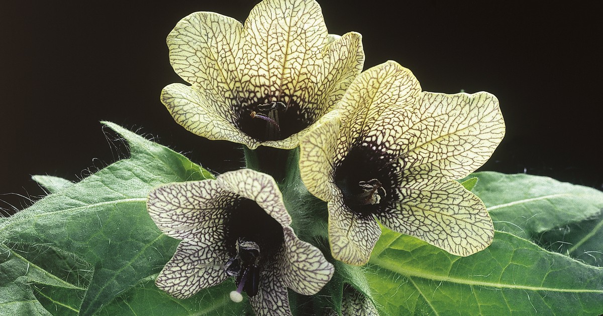 Uważaj na tę trującą roślinę. Jej nasiona łatwo pomylić z makiem ...