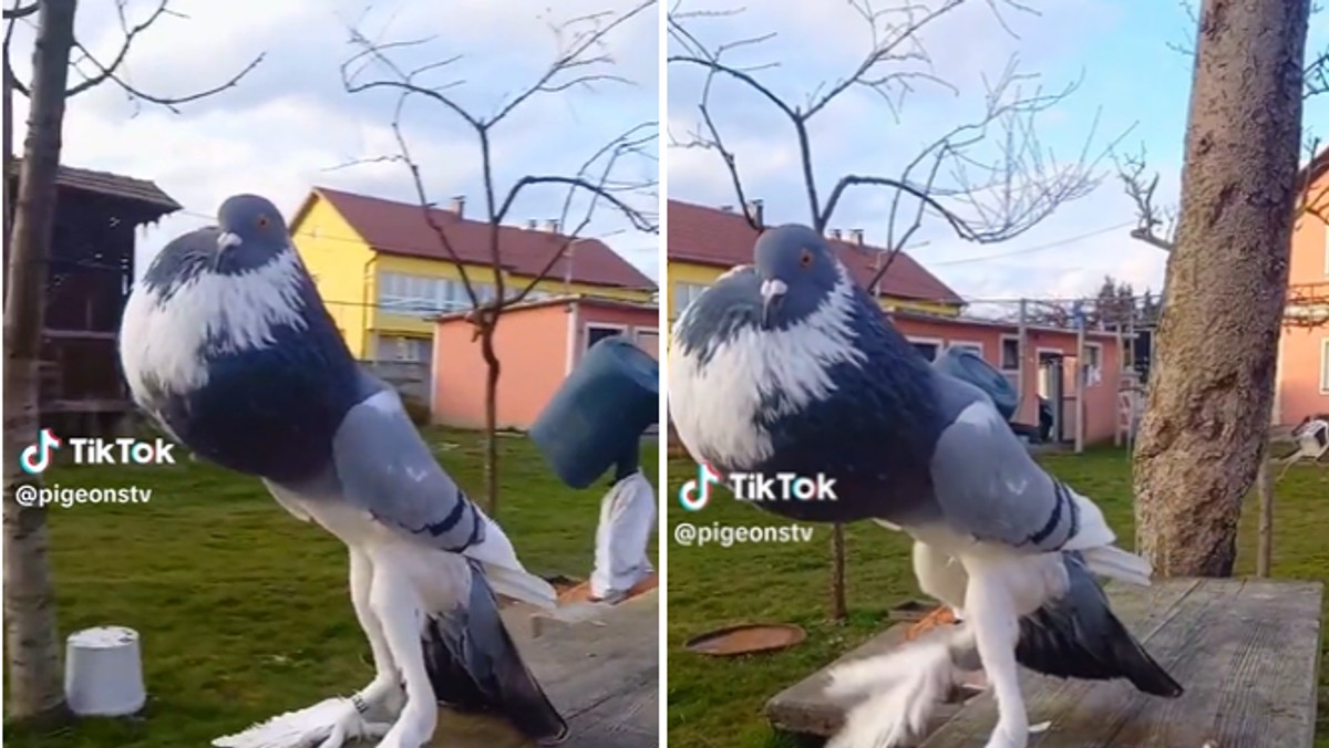 Gołąb z opierzonymi nogami. Nagranie jest hitem - Dom