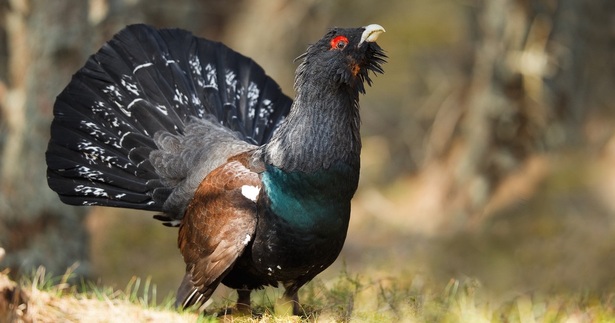 Chcą ratować gatunek pod ścisłą ochroną. Duży sukces polskich leśników ...