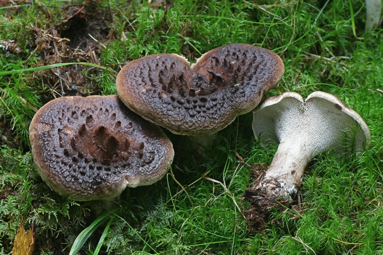 Gatunki grzybów pod ochroną. Za ich zerwanie grożą potężne kary [LISTA ...