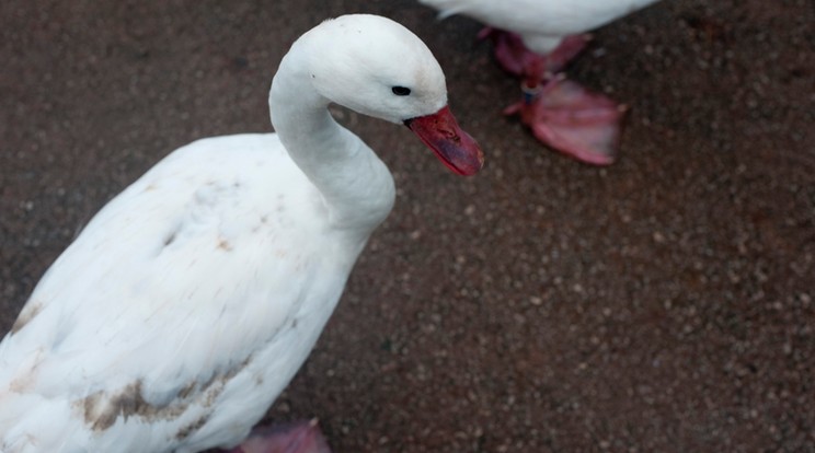 A libatömés és a libamáj, babonák, tények, tévhitek libával - Blikk