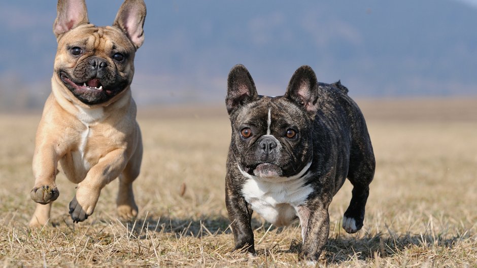 Rzymianie jako pierwsi hodowali brachycefaliczne rasy psów - Informacje