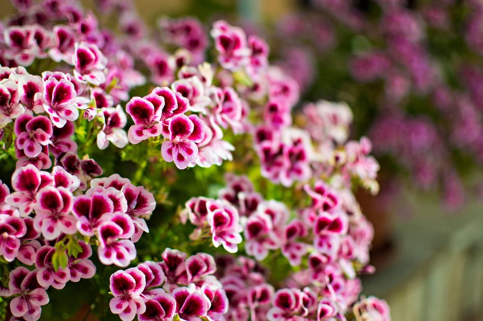 Kwiaty na taras długo kwitnące - na balkony i do donic - Dom