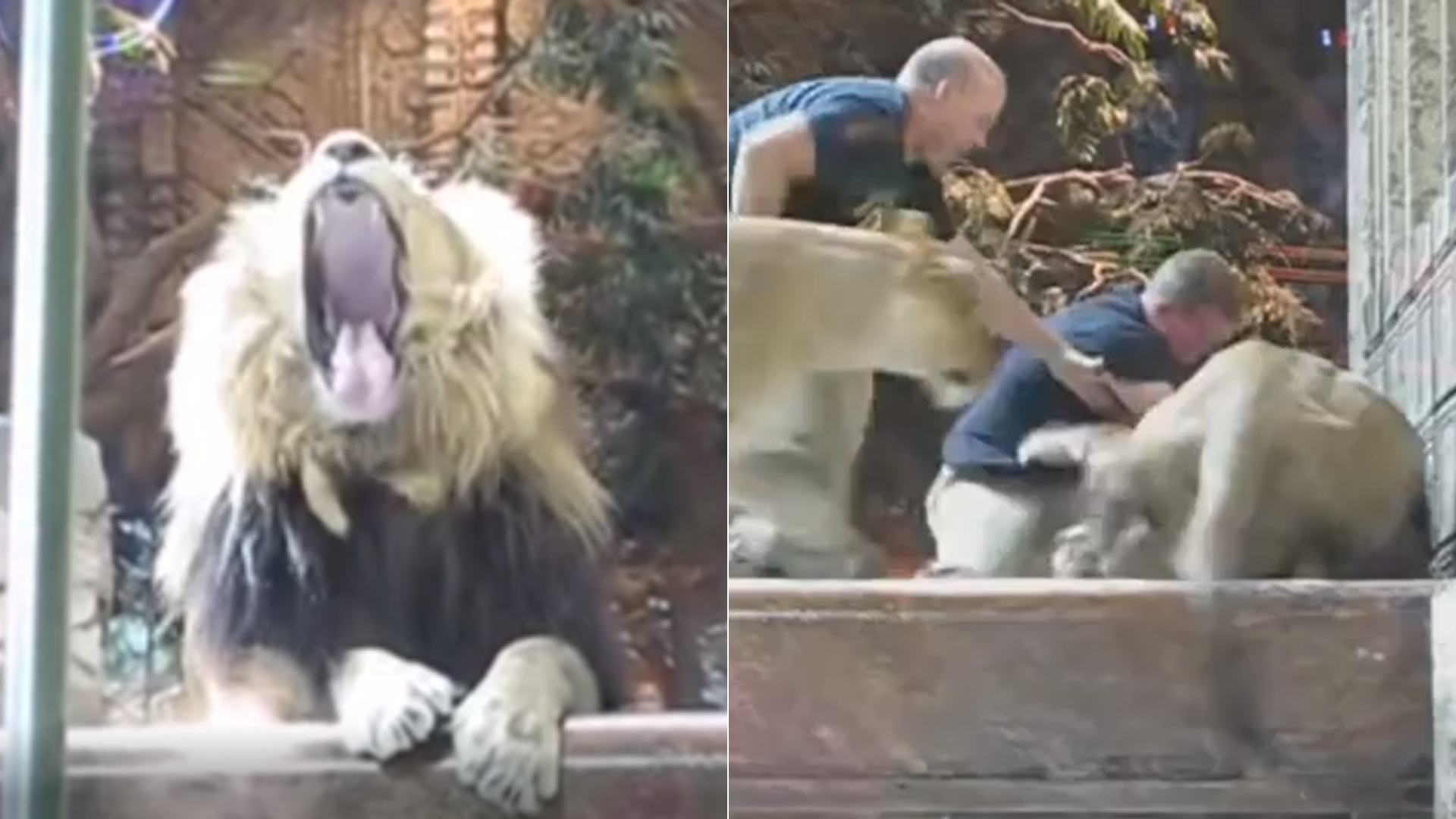 Lev v ZOO zaútočil na ošetrovateľa: Život mu, našťastie, zachránila ...