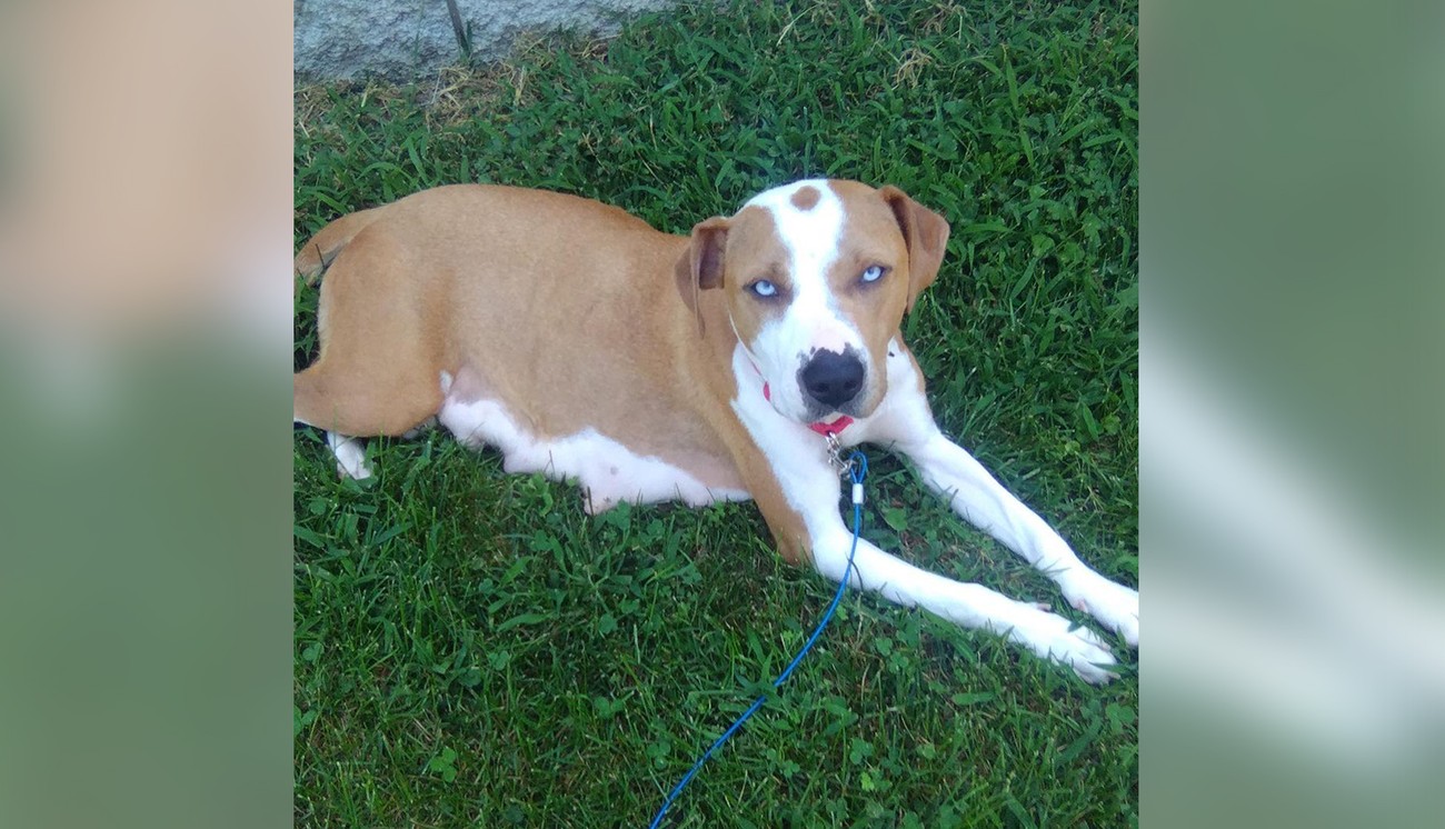 Pas Rio, mešanac haskija i pit bulla svojim izgledom zaludeo svet - Blic