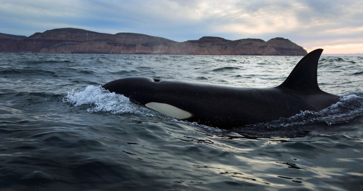 Grbavi kit progutao, pa ispljunuo kajakaša u Magelanovom moreuzu - Blic