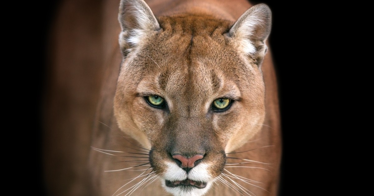 Czeskie media: przy granicy z Polską grasuje puma - Wiadomości