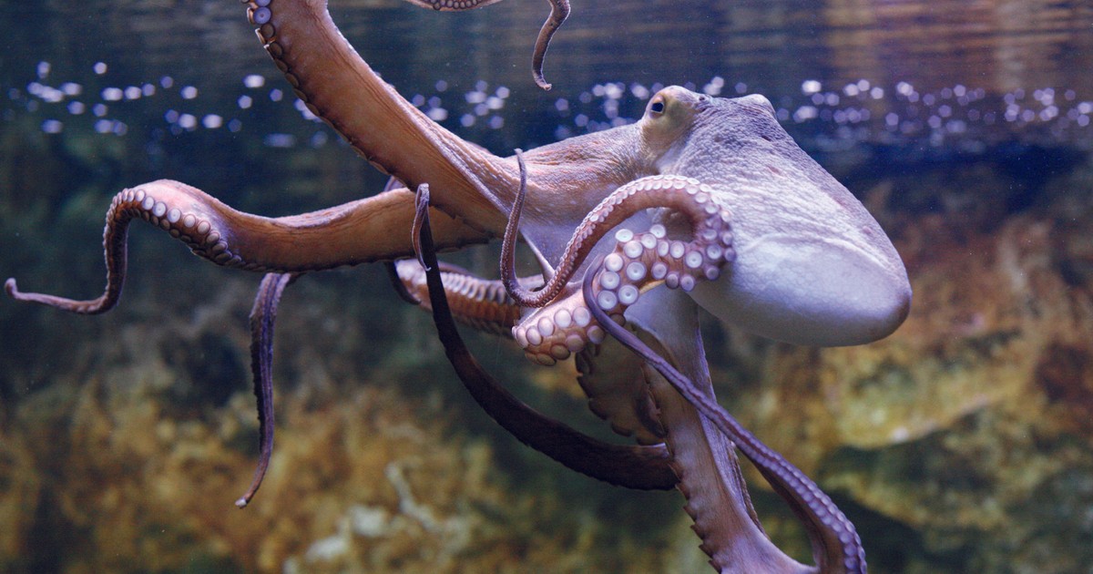 Did you know that octopuses have blue blood? Here are all the facts ...