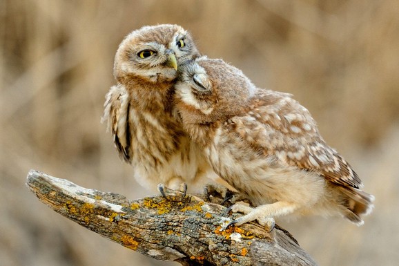Preslatke fotografije malih sova koje se mnogo vole
