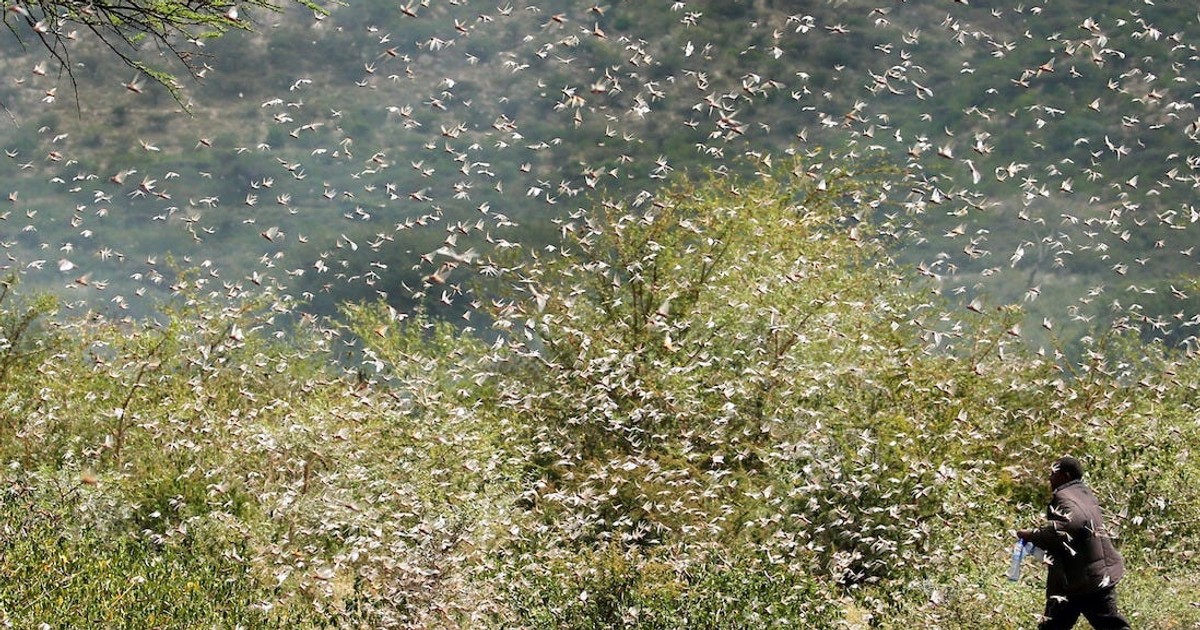 Scientists have identified the scent that makes some locusts swarm ...