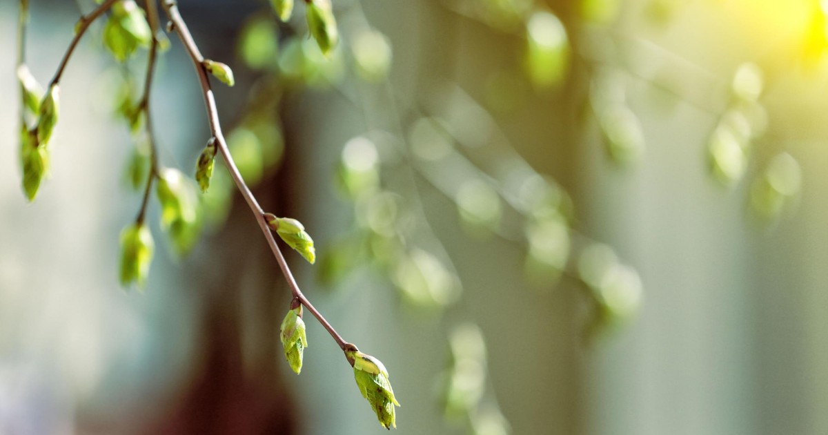 Marzec 2024. Co pyli? Aktualny kalendarz pylenia dla alergików