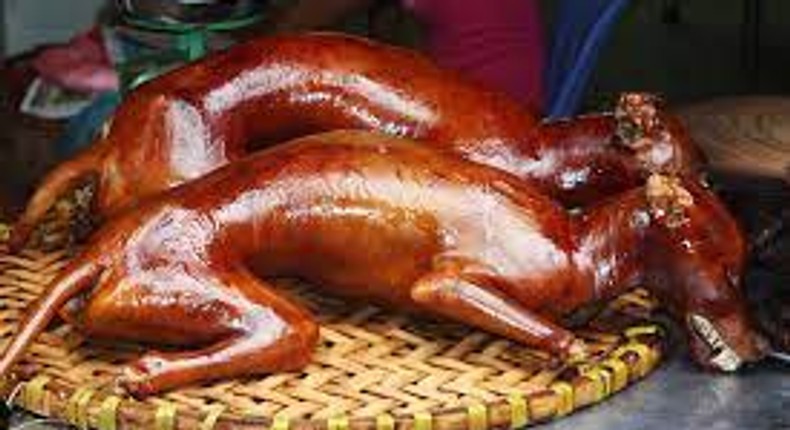 People eat cats and dogs in these 5 Asian countries | Pulse Nigeria
