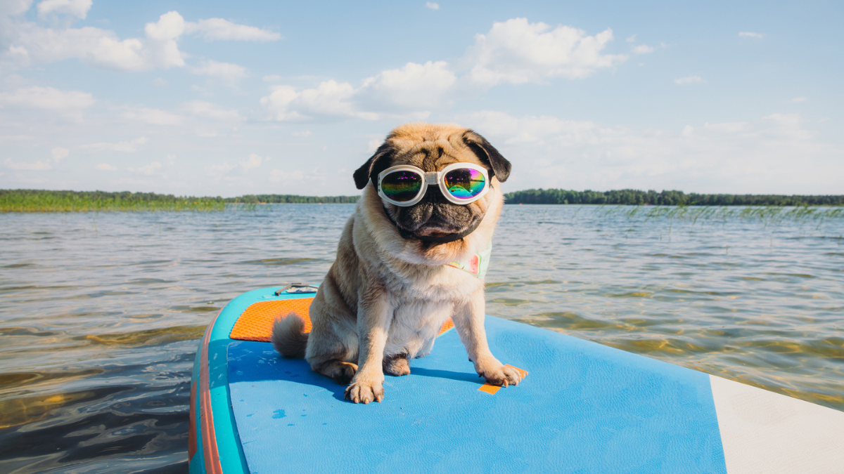 7 csodás hely a Balaton környékén, ahol a kutyádnak is örülnek - Glamour