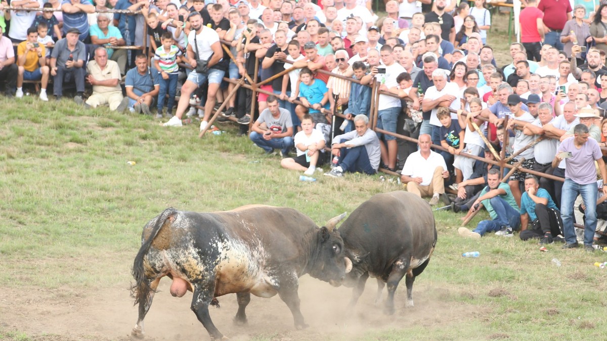 LOM NA KOČIĆEVOM ZBORU Borba bikova žešća nego ikad, nevreme je ...