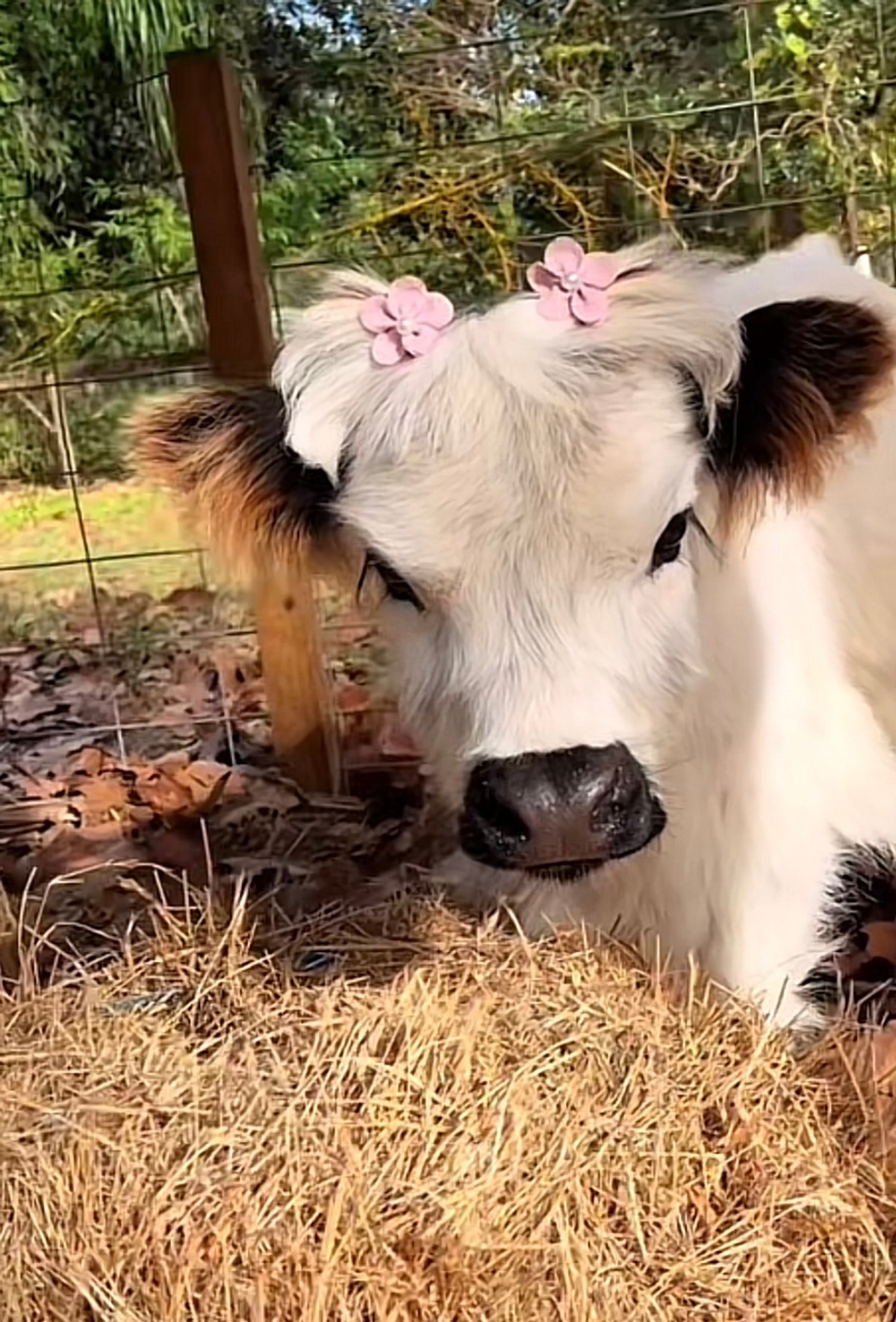 Ove mini krave su nešto najslađe što ćete videti, ali kada čujete ...