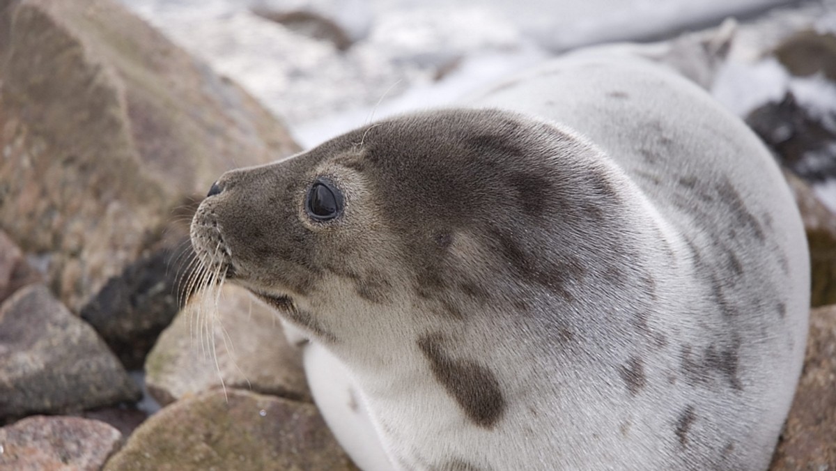 Rekordowa liczba fok na polskim wybrzeżu - Podróże