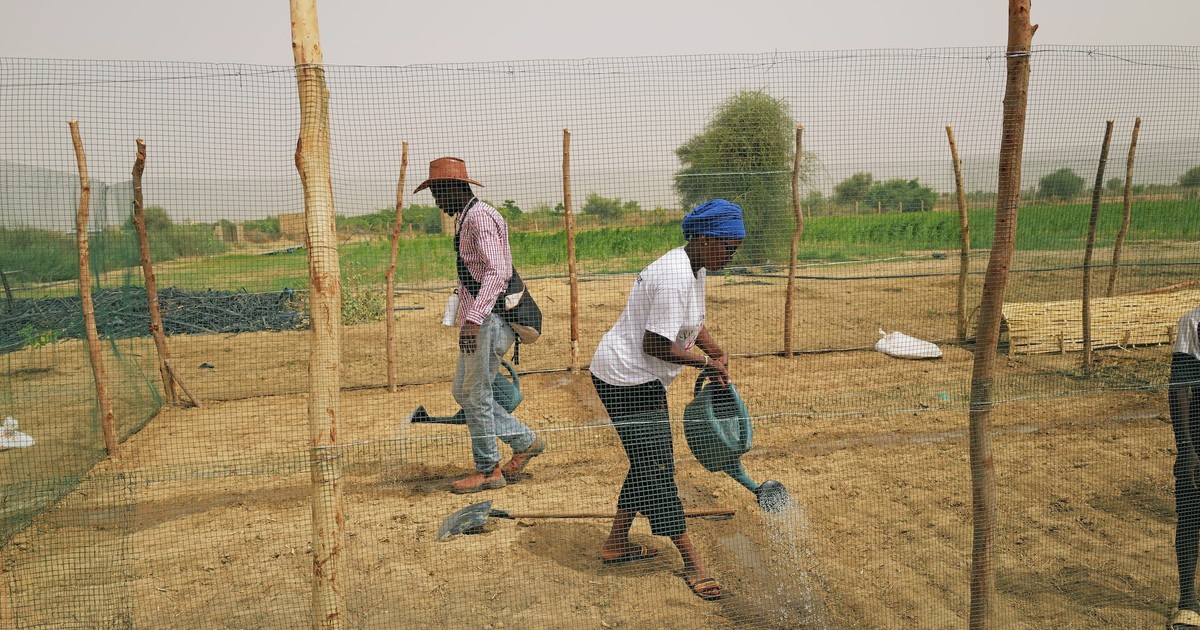 See the $36 billion Great Green Wall in Africa that's an attempt to ...