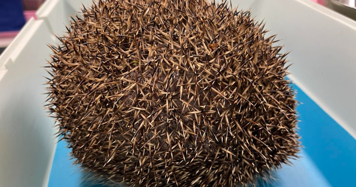 Poznaj historię jeża, który wyglądał jak napompowana piłka - Kobieta