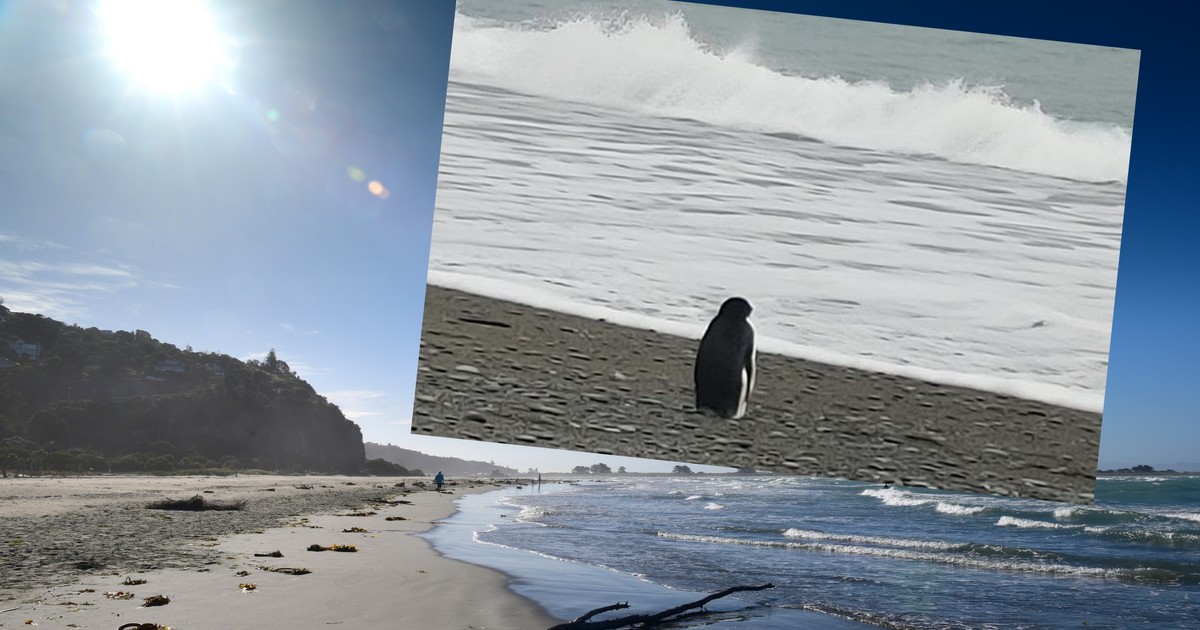 Nowa Zelandia. Pingwin białooki znaleziony 3 tys. km od swojego ...