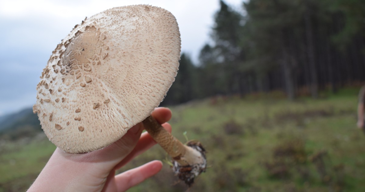 Grzyby podobne do kani. Cztery trujące gatunki, z którymi ludzie ją ...