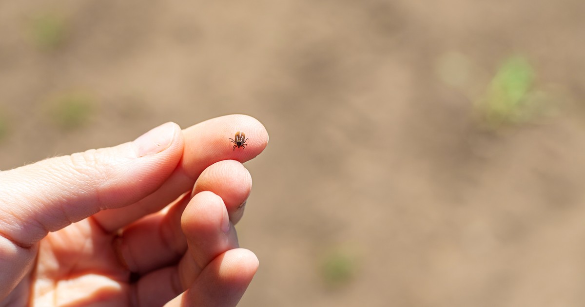 Orvosok figyelmeztetnek: ez a legnagyobb hiba, amit kullancs eltávolításkor elkövethetsz - Rúzs ...