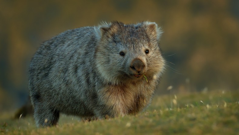 Australia: policjant ukamieniował wombata - Wiadomości