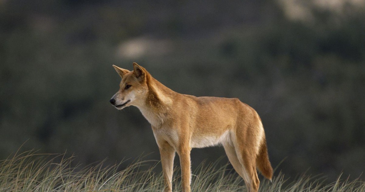 Dingo to żaden pies. To po prostu dingo | Newsweek