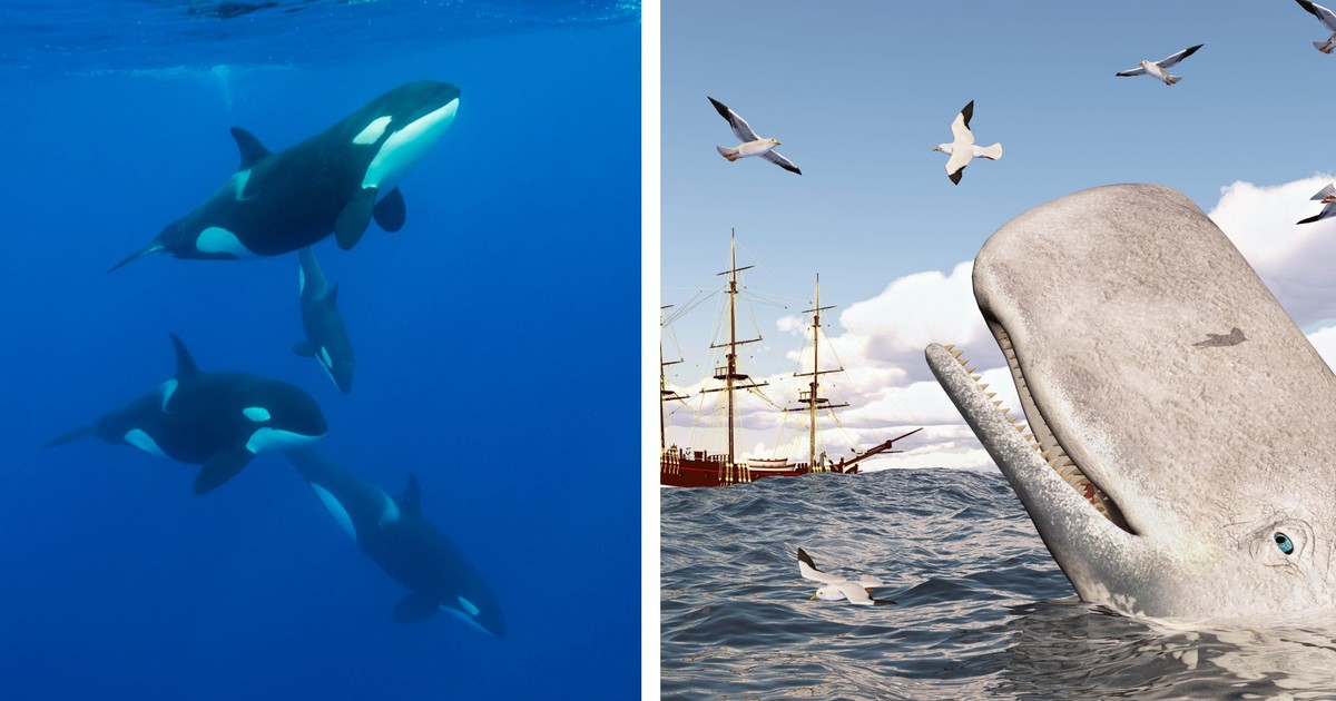 Orcas may have been part of the sperm whale attack that inspired 'Moby ...