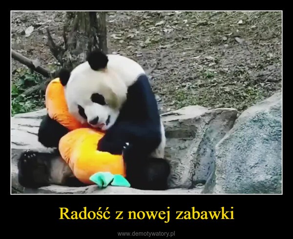 Światowy dzień pandy. Najsłodsze memy na świecie, które musisz zobaczyć ...