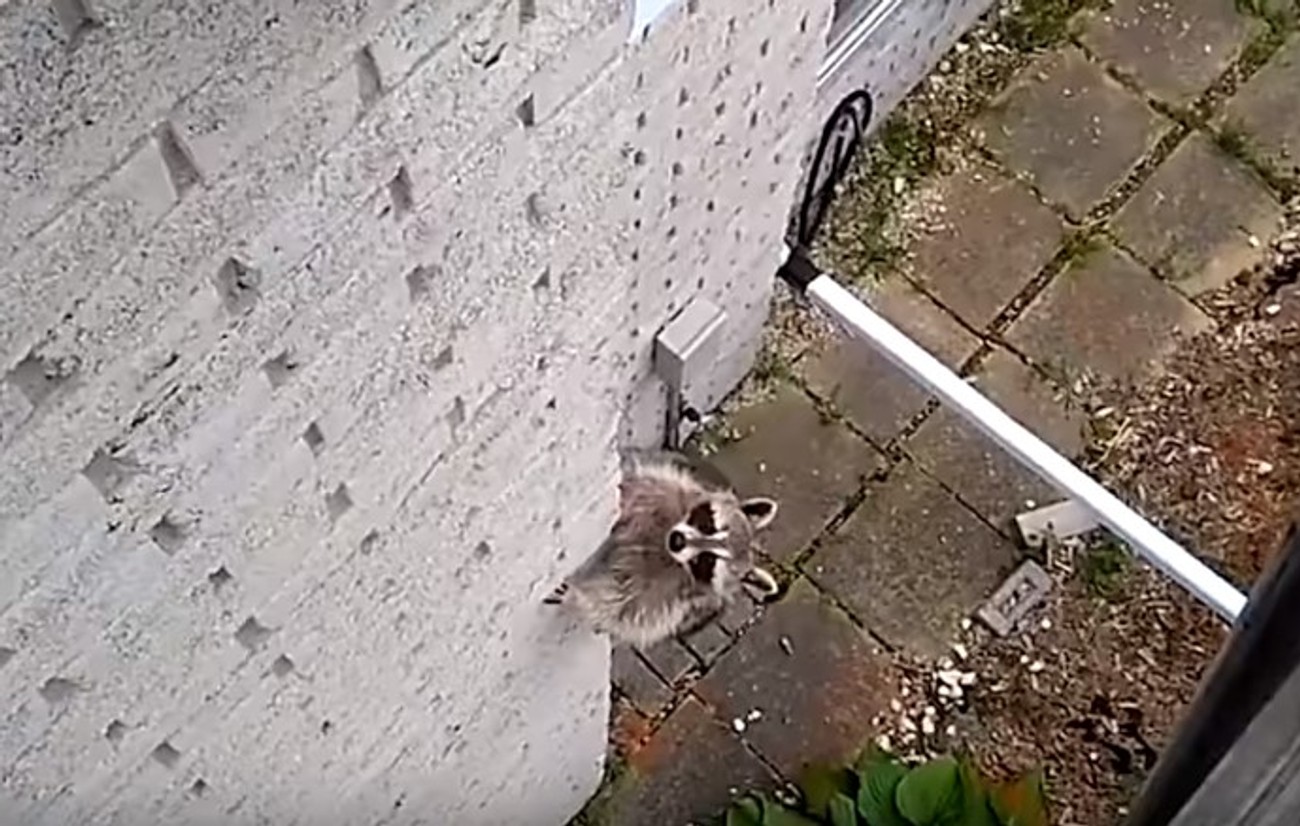 Mali rakun se zaglavio dok se uzverao uz zid i nije mogao da siđe, a ...