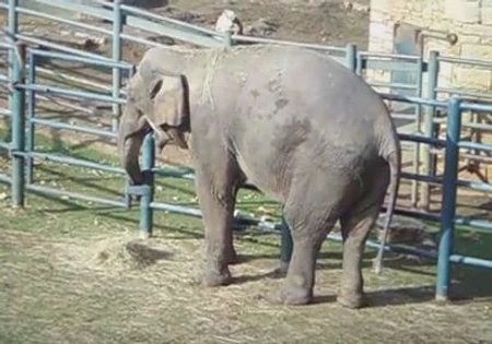 LEGENDA BRIONA Titov papagaj Koki od gazdine smrti SAMO PSUJE - Blic