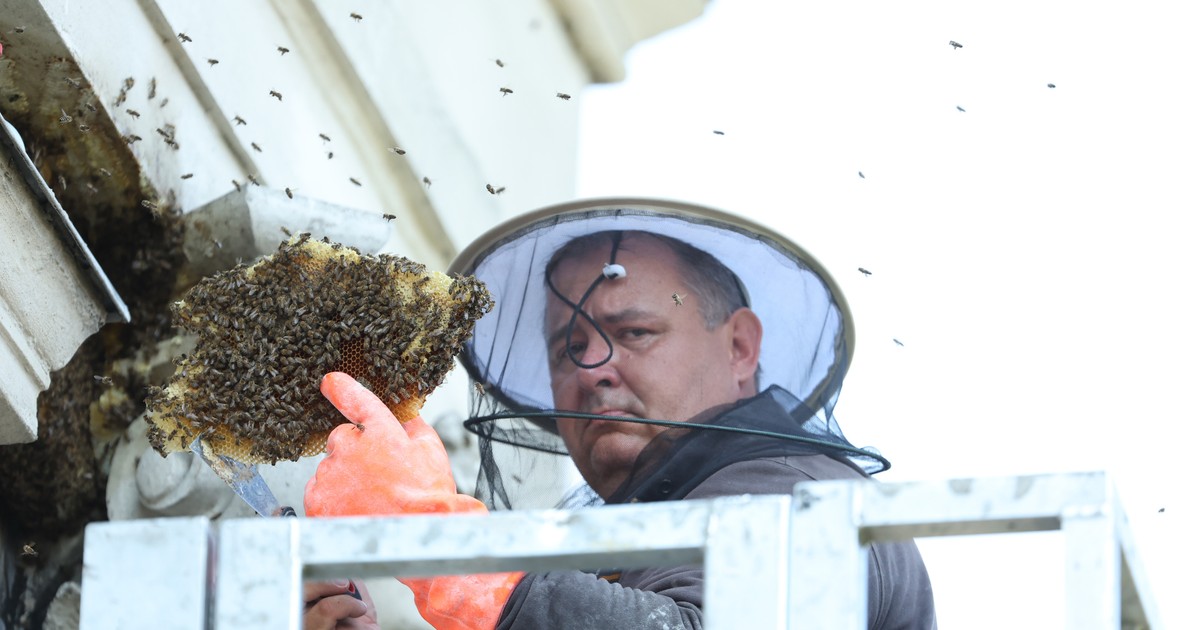 Százezer egyedből álló méhraj lepte el a Bajza utcát - Blikk