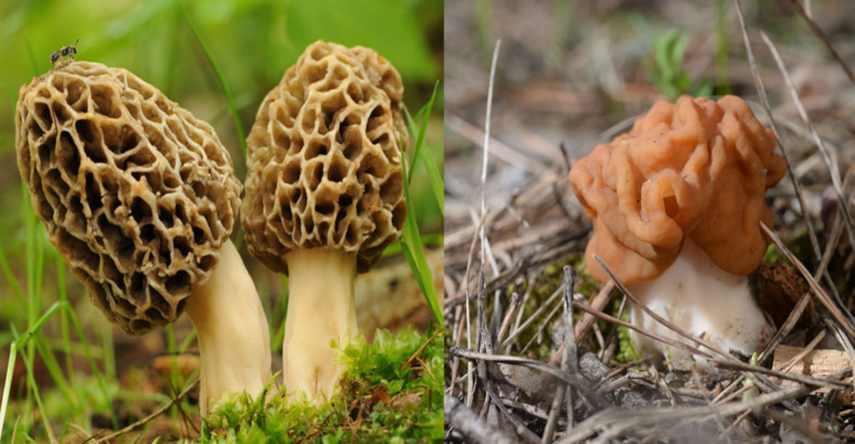 Mieszkańcy przez 20 lat jedli trujące grzyby, bo myśleli, że to smardze