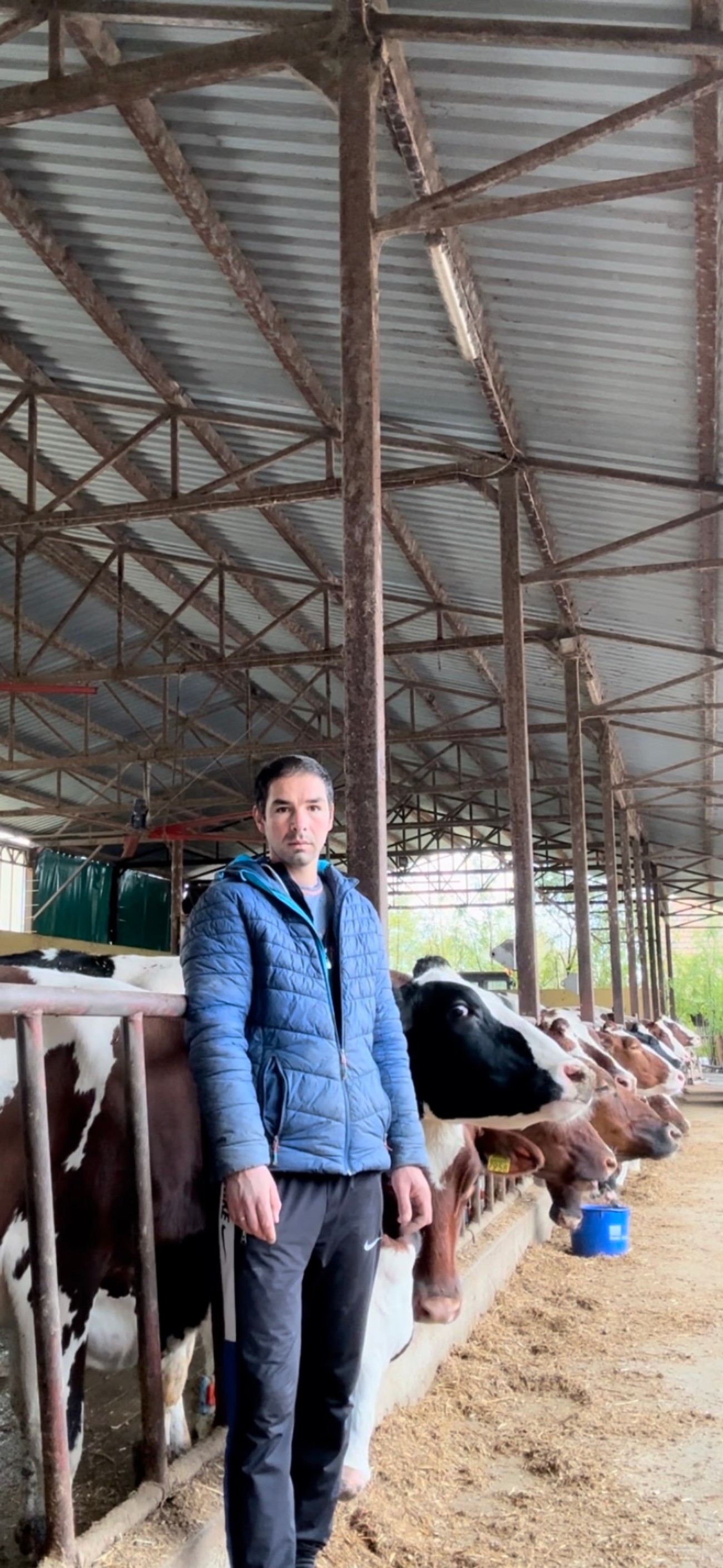 Farma Radišić iz Kumana dnevno isporučuje 1.800 litara mleka ujednačeno dobrog kvaliteta ...